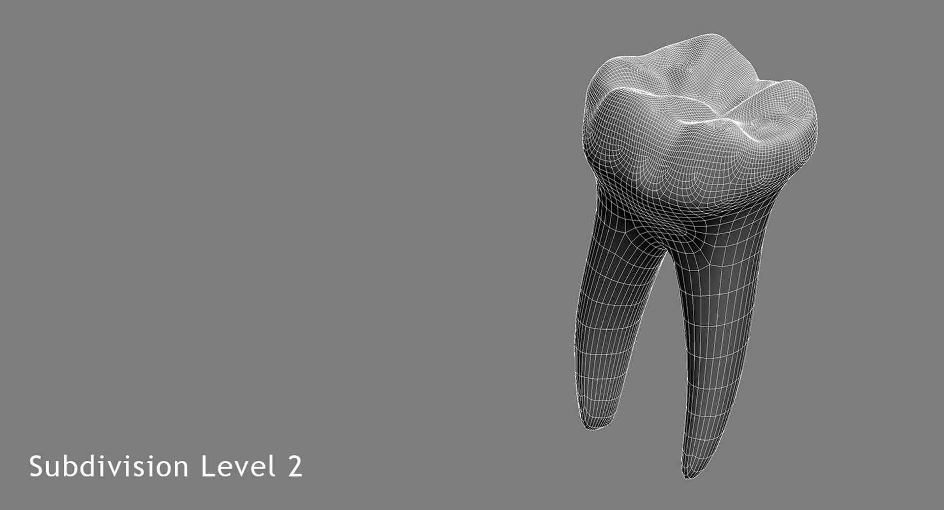 3d model primary molar lower