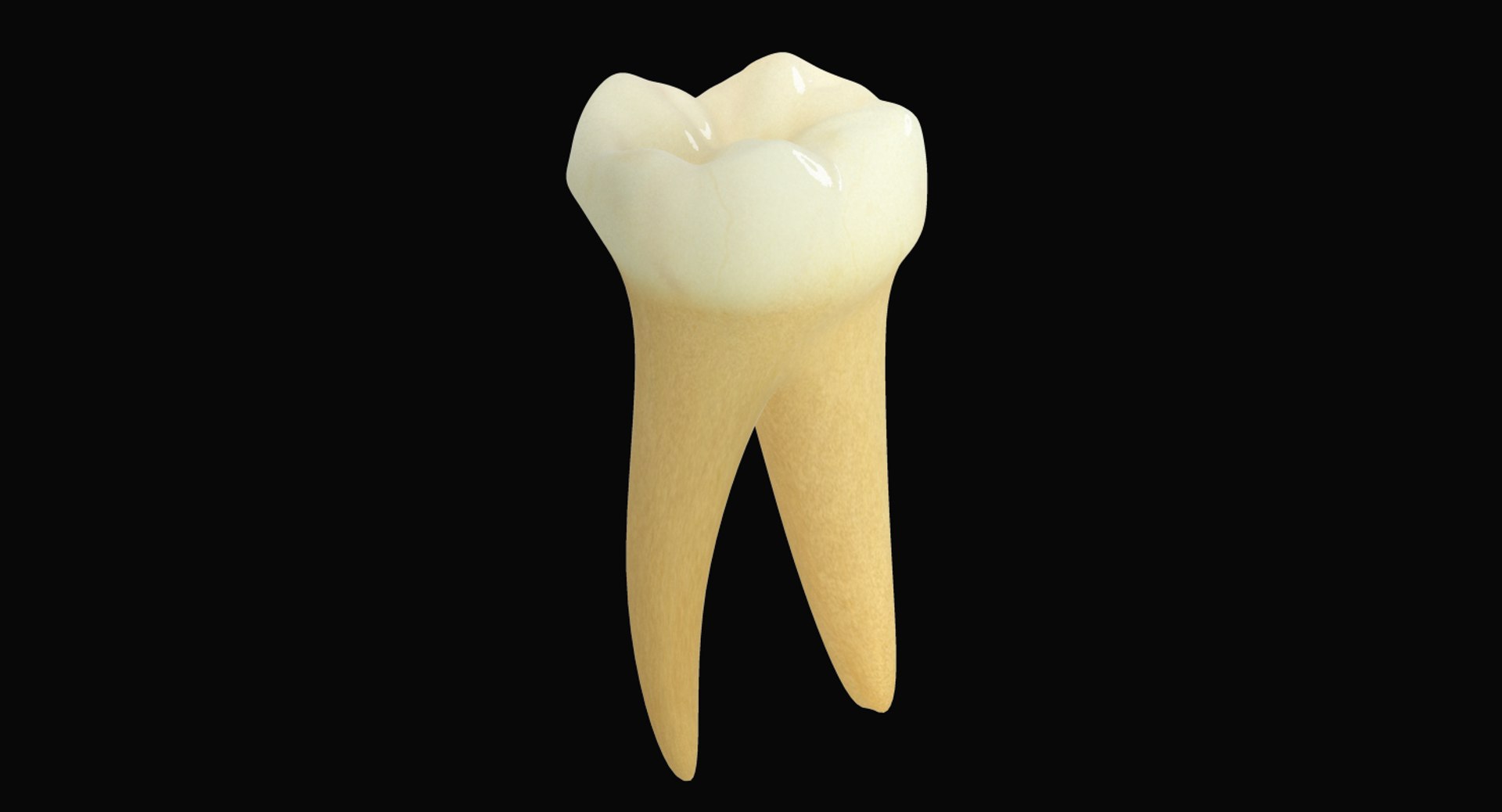 3d model primary molar lower