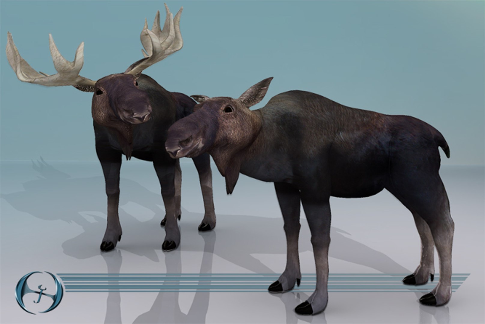 3d moose model
