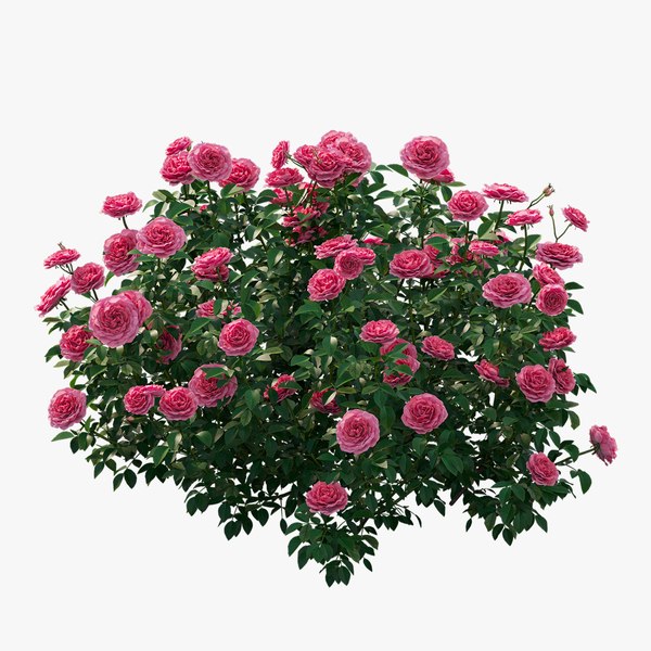 c4d rose bush