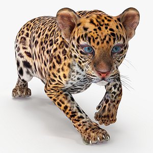 3D Leopard Models - Browse & Download Formats - TurboSquid