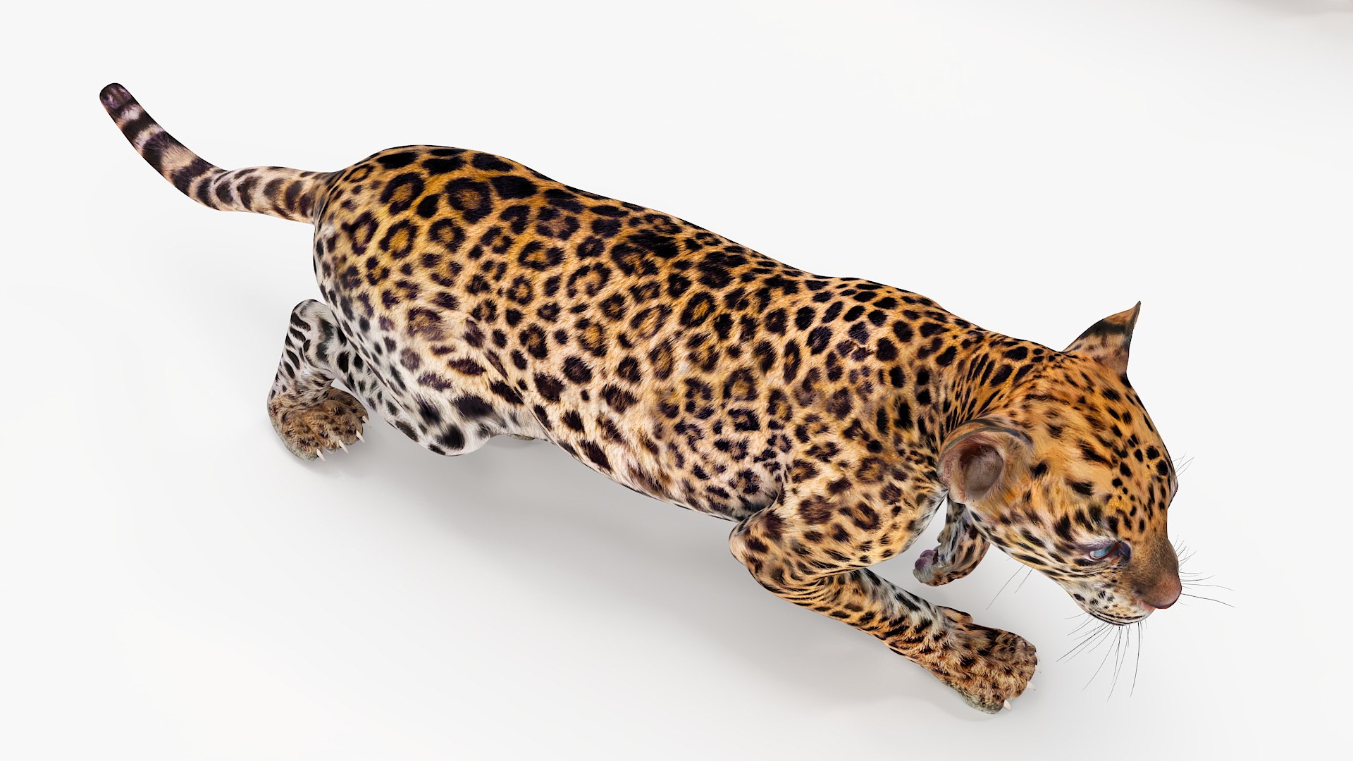 Leopard Cub Sneaking Pose 3D Model - TurboSquid 2335564