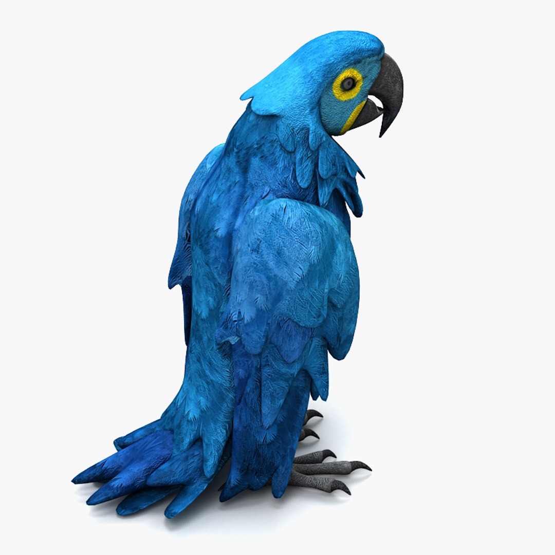 3d model parrot species