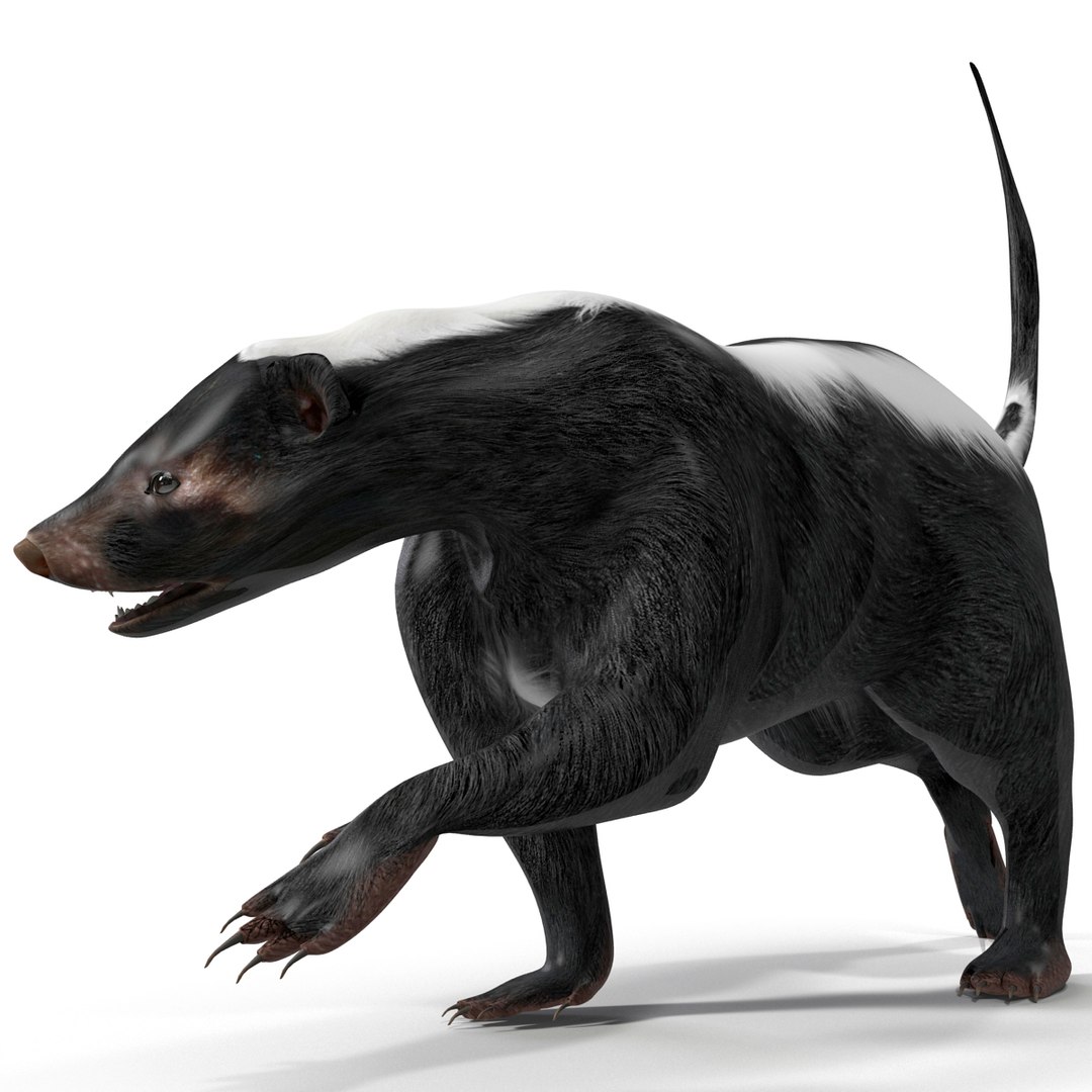3d Skunk Pose 2