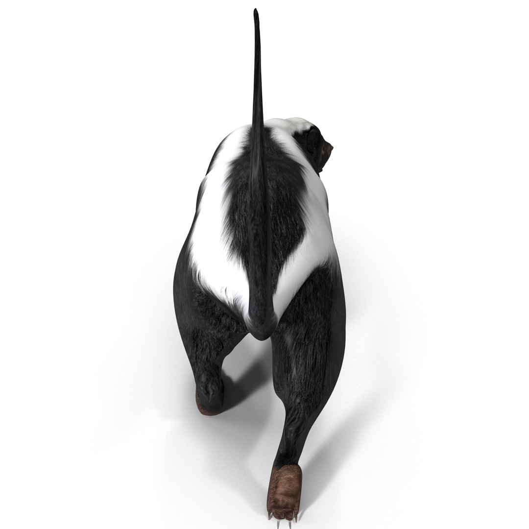 3d Skunk Pose 2