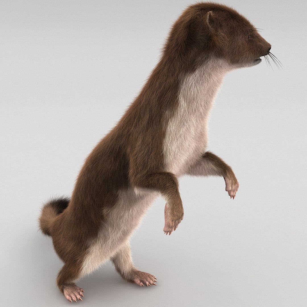 Weasel Pose 2 Fur 3d Model