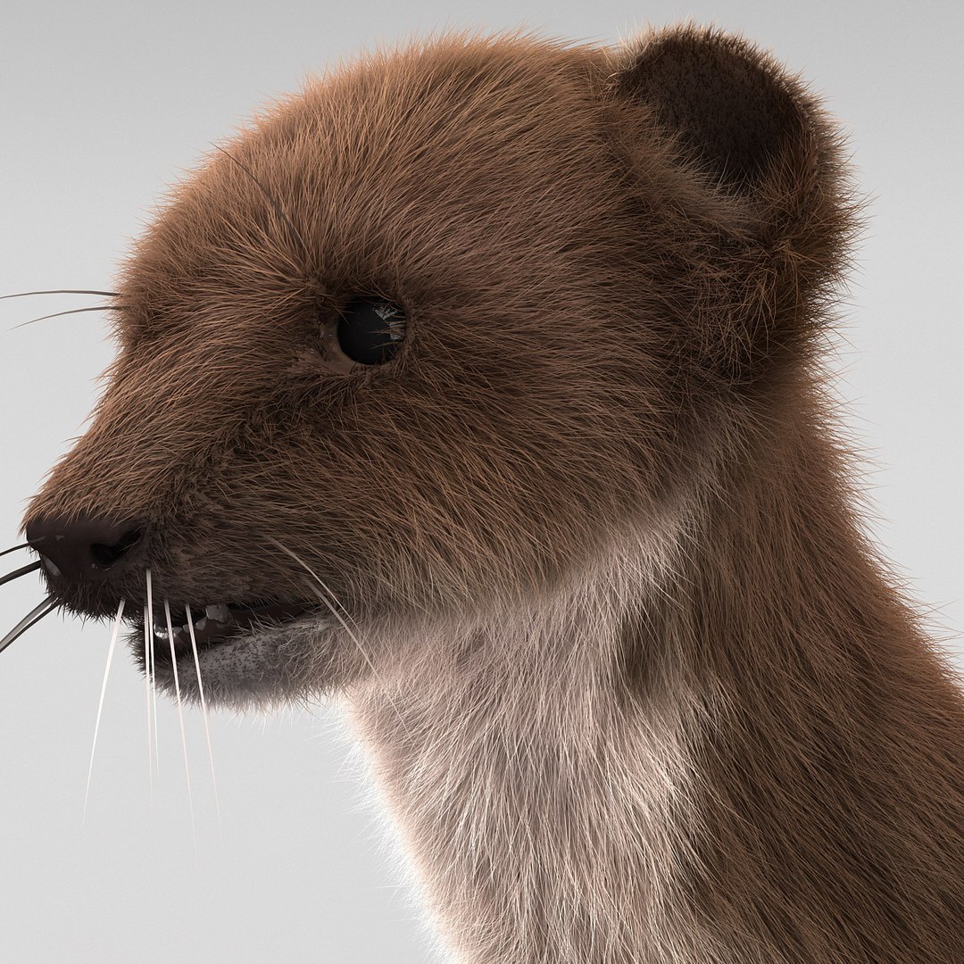 Weasel Pose 2 Fur 3d Model