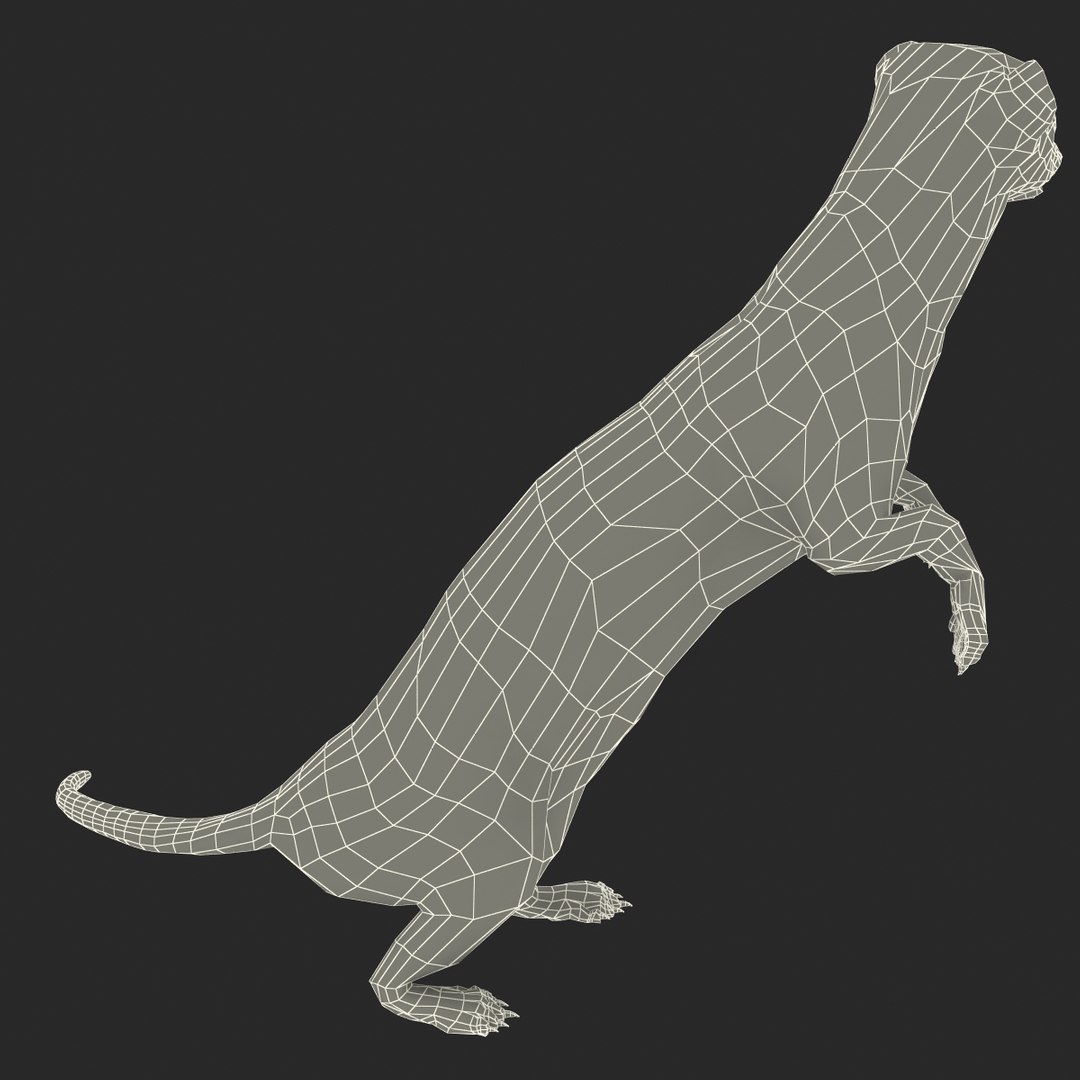 Weasel Pose 2 Fur 3d Model