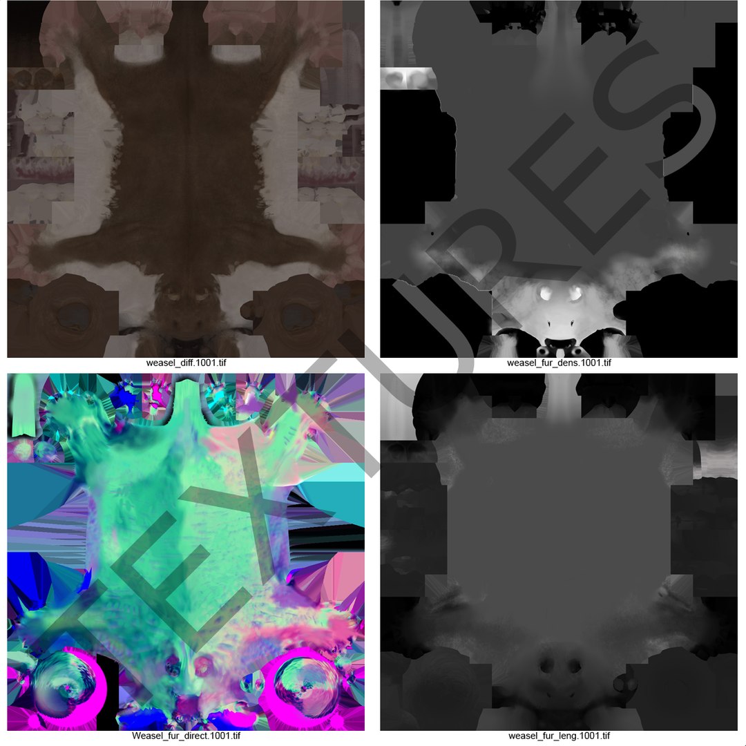 Weasel Pose 2 Fur 3d Model