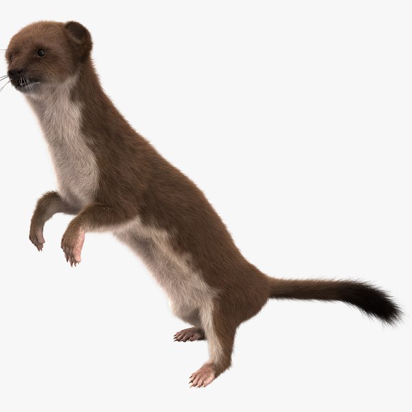 Weasel 3D Models for Download | TurboSquid