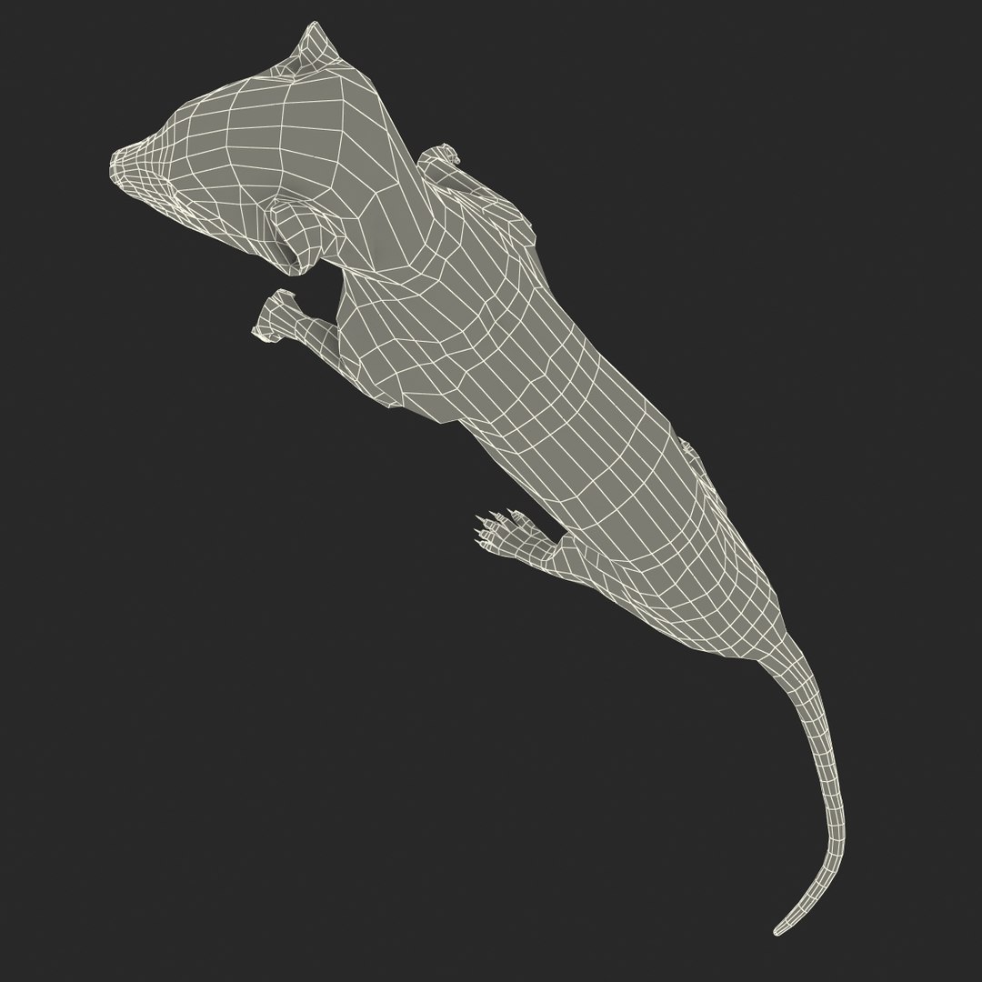 weasel pose 2 fur 3d model