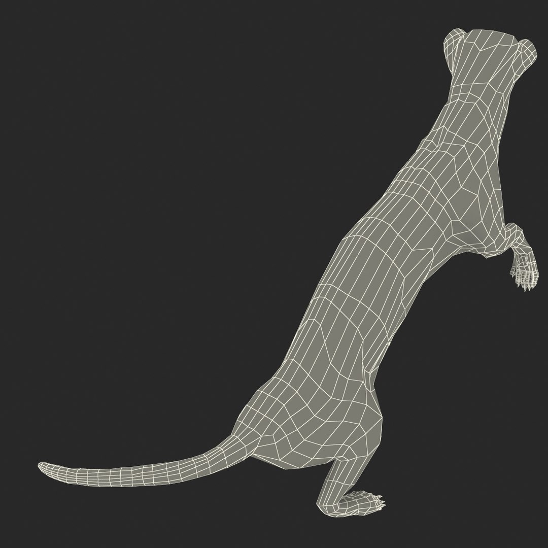 Weasel Pose 2 Fur 3d Model