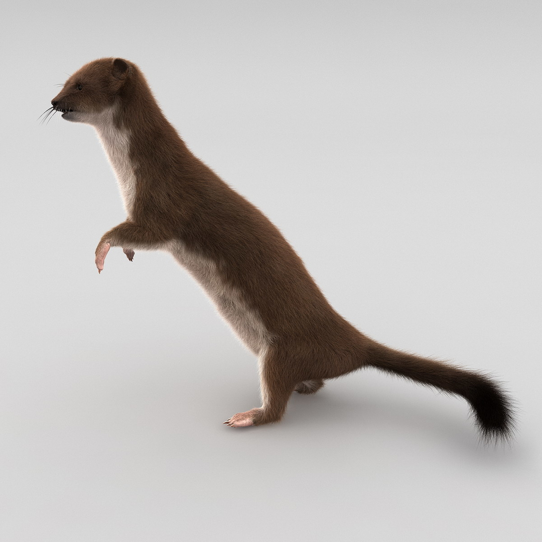 Weasel Pose 2 Fur 3d Model