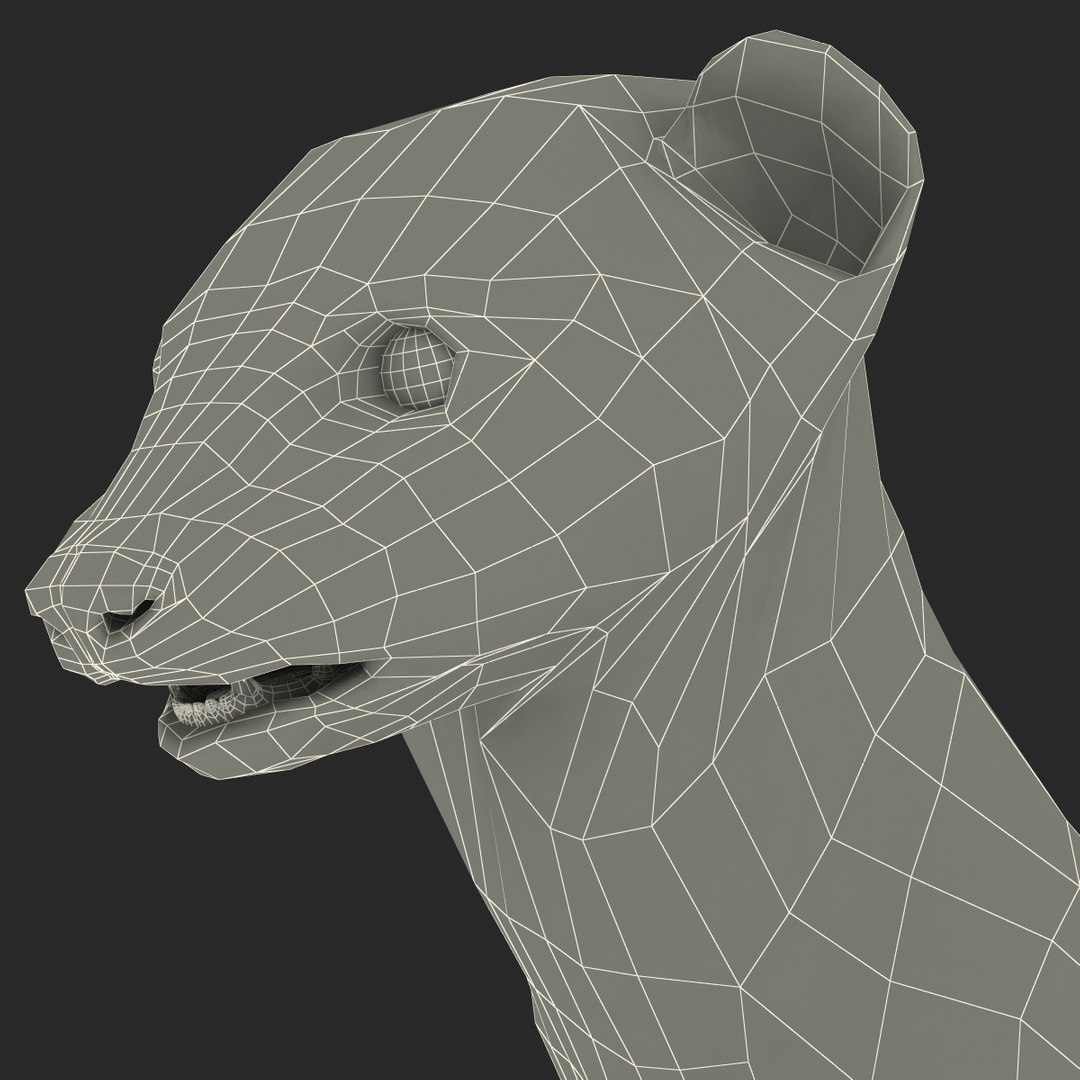 Weasel Pose 2 Fur 3d Model