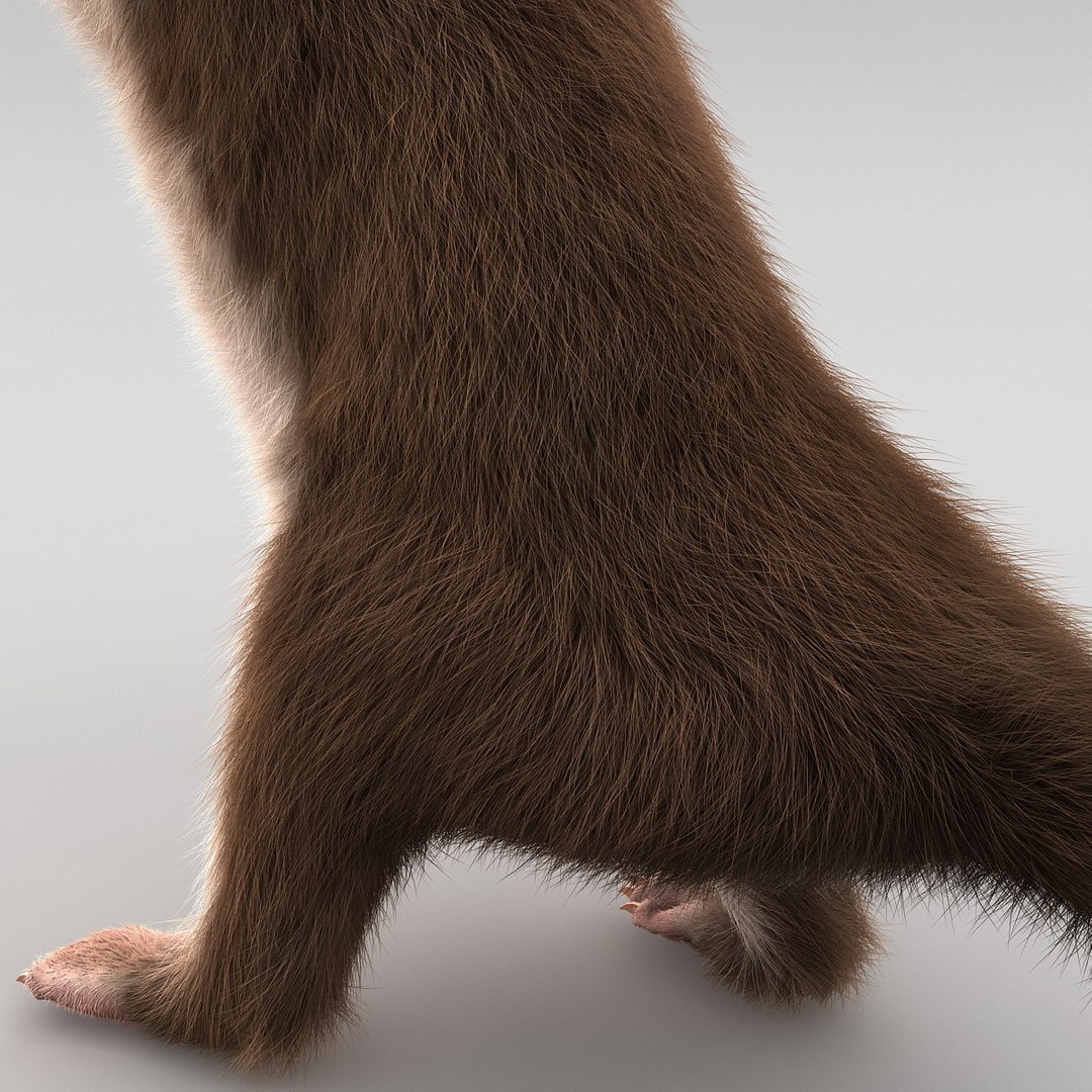 Weasel Pose 2 Fur 3d Model