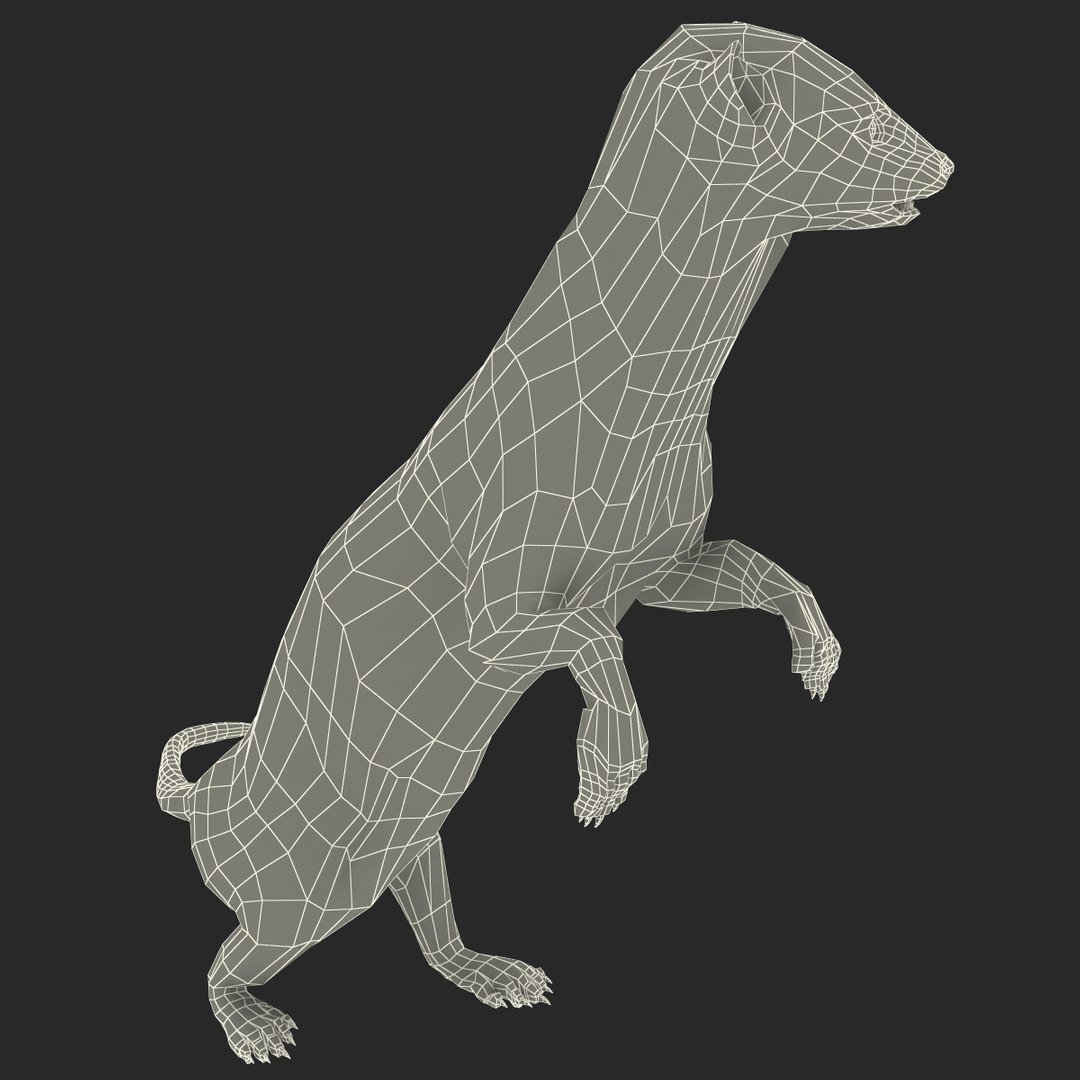 Weasel Pose 2 Fur 3d Model