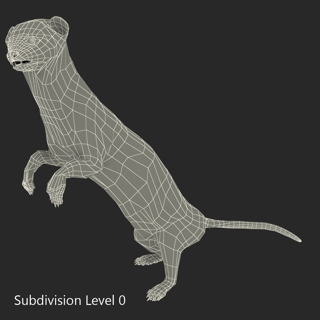 Weasel Pose 2 Fur 3d Model