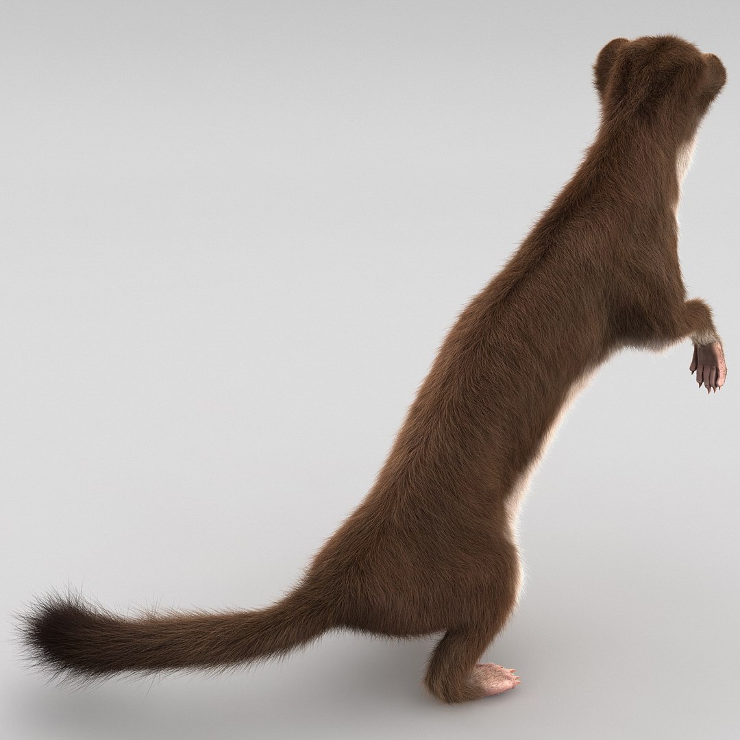 Weasel Pose 2 Fur 3d Model