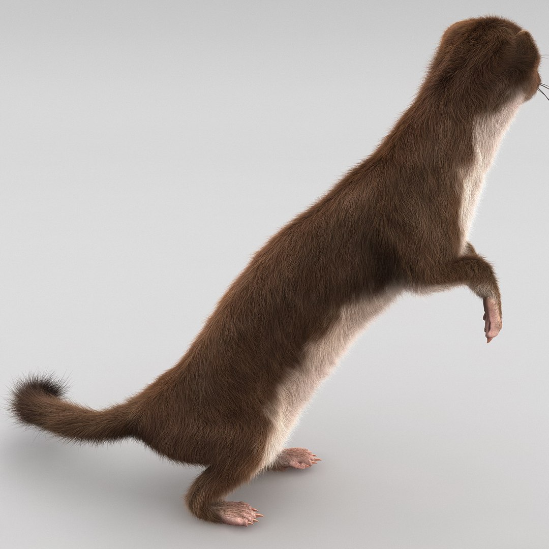 Weasel Pose 2 Fur 3d Model