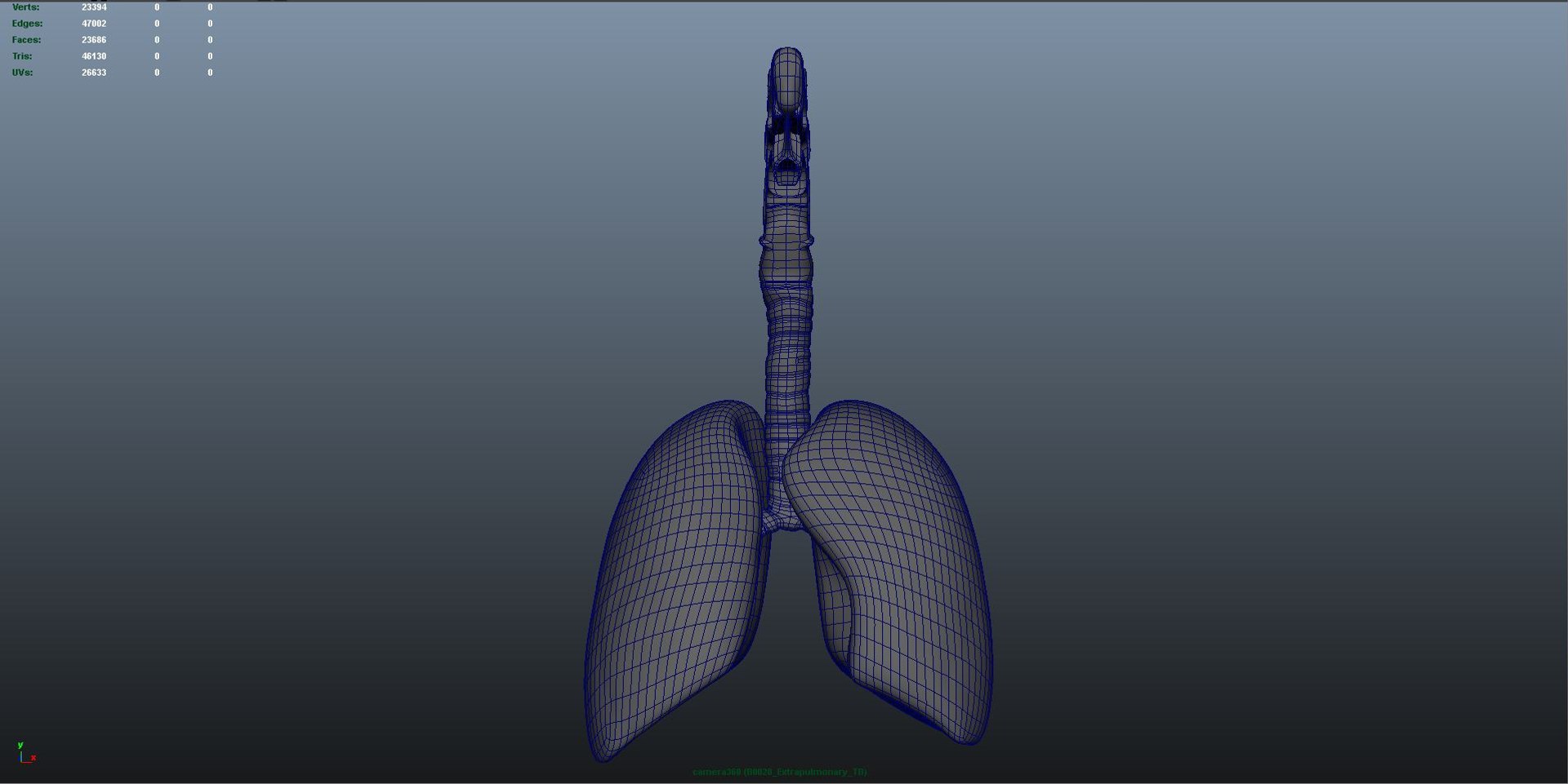 Lungs Anatomy 3d Obj