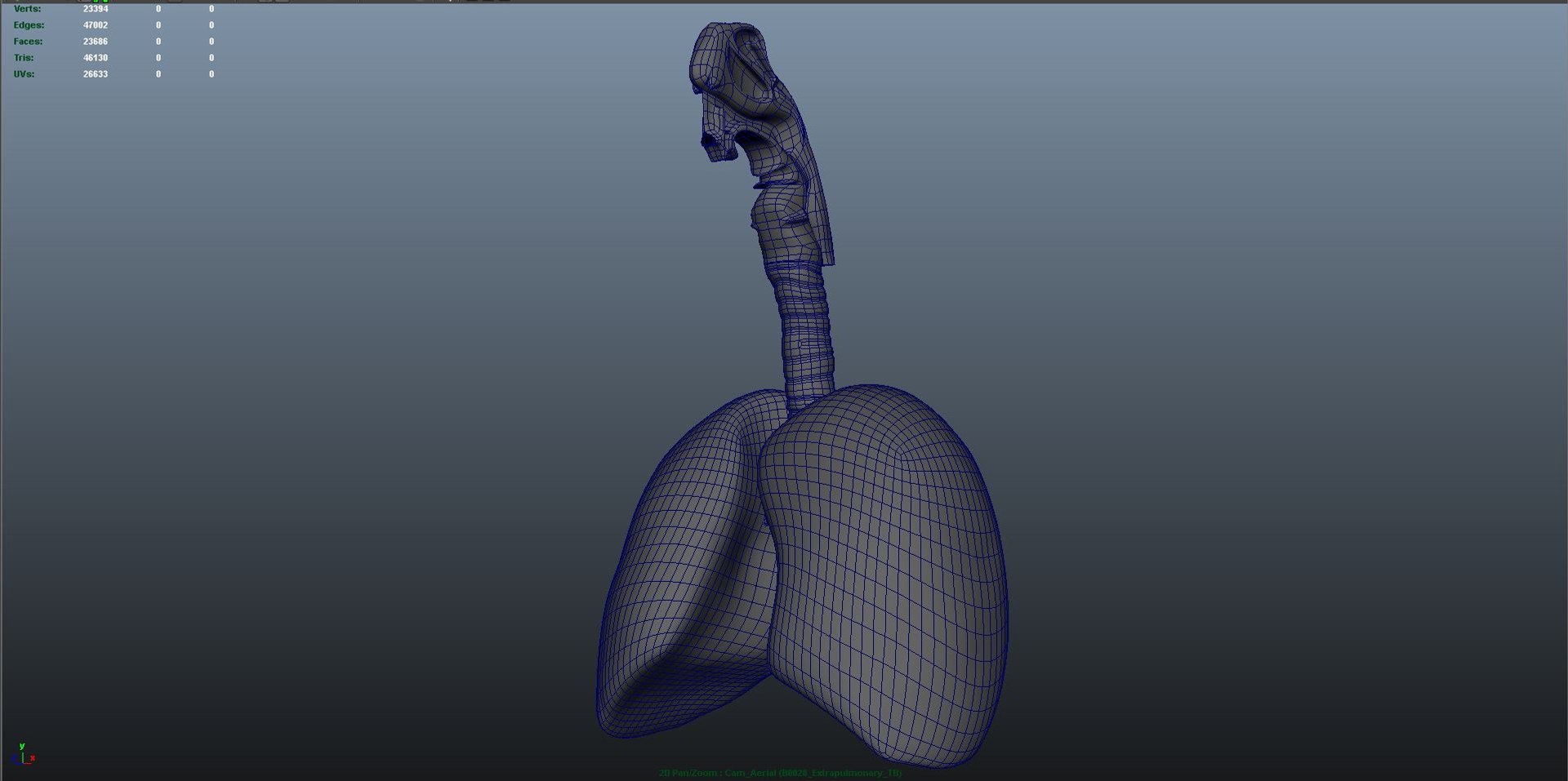 Lungs Anatomy 3d Obj