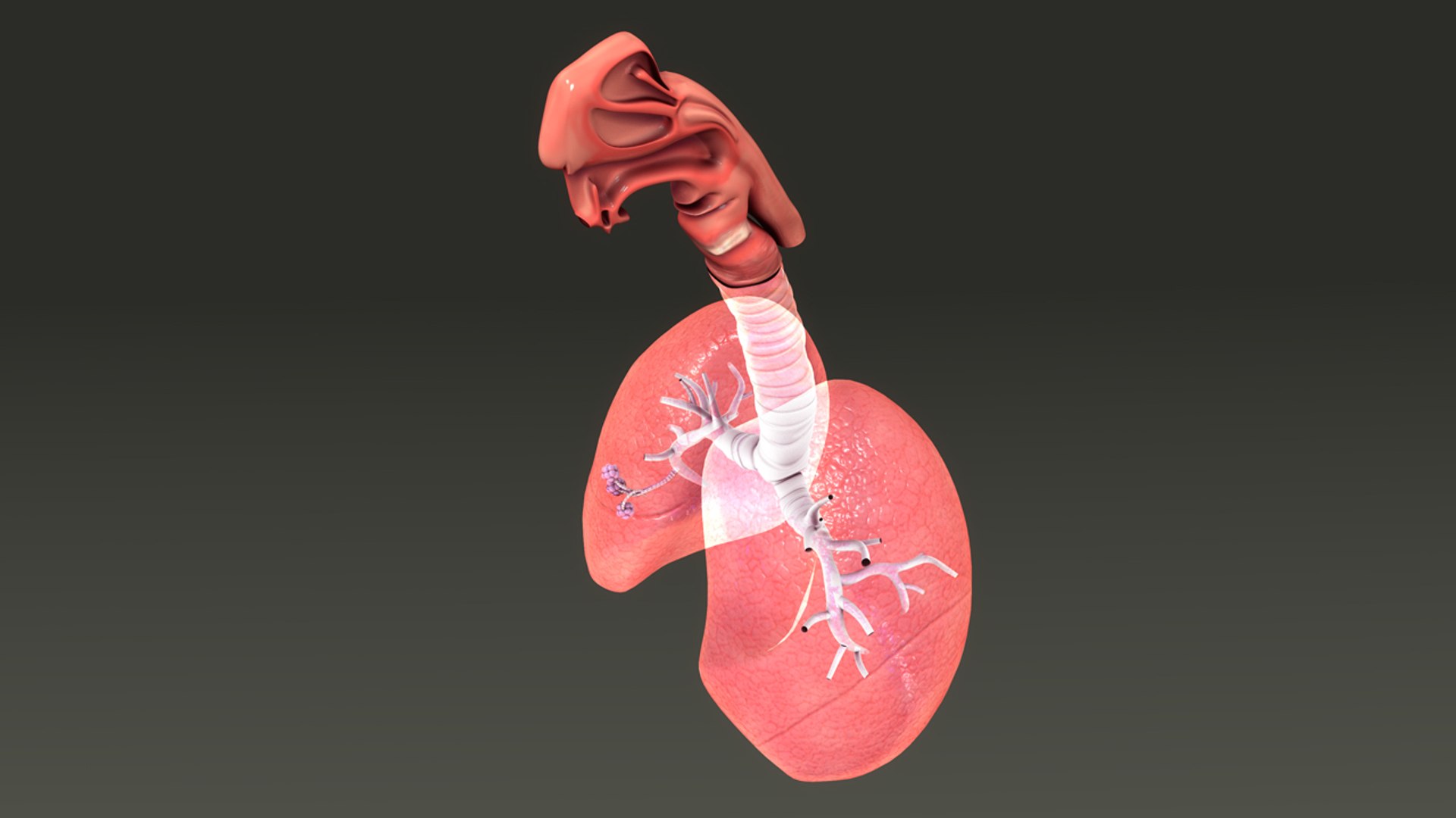 Lungs Anatomy 3d Obj