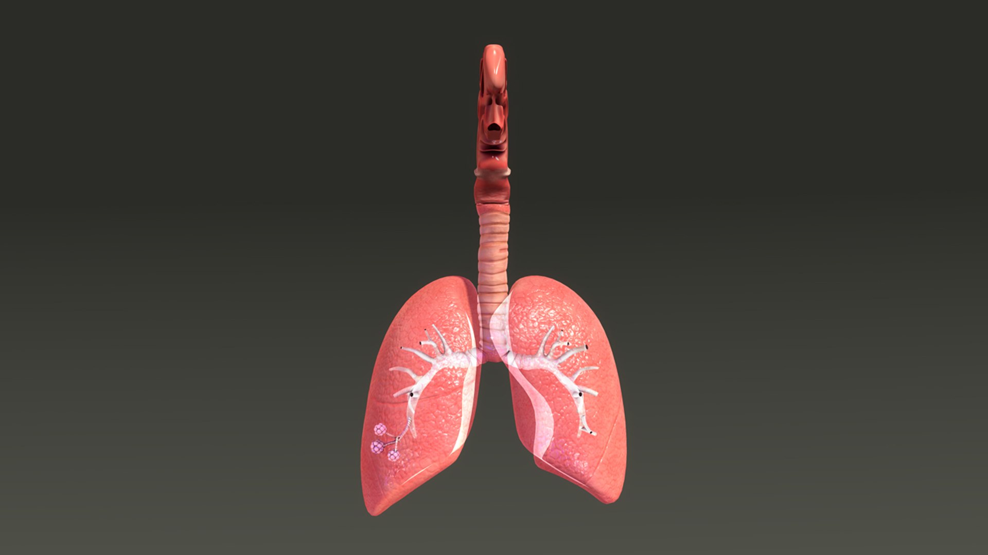 Lungs Anatomy 3d Obj