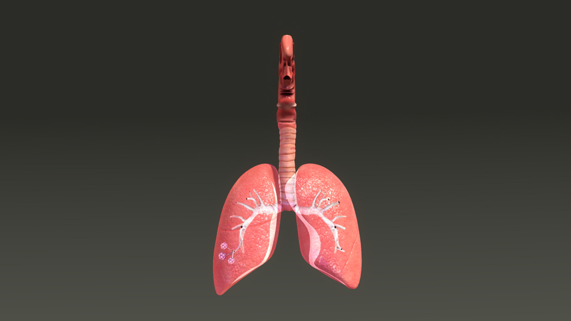 Lungs Anatomy 3d Obj