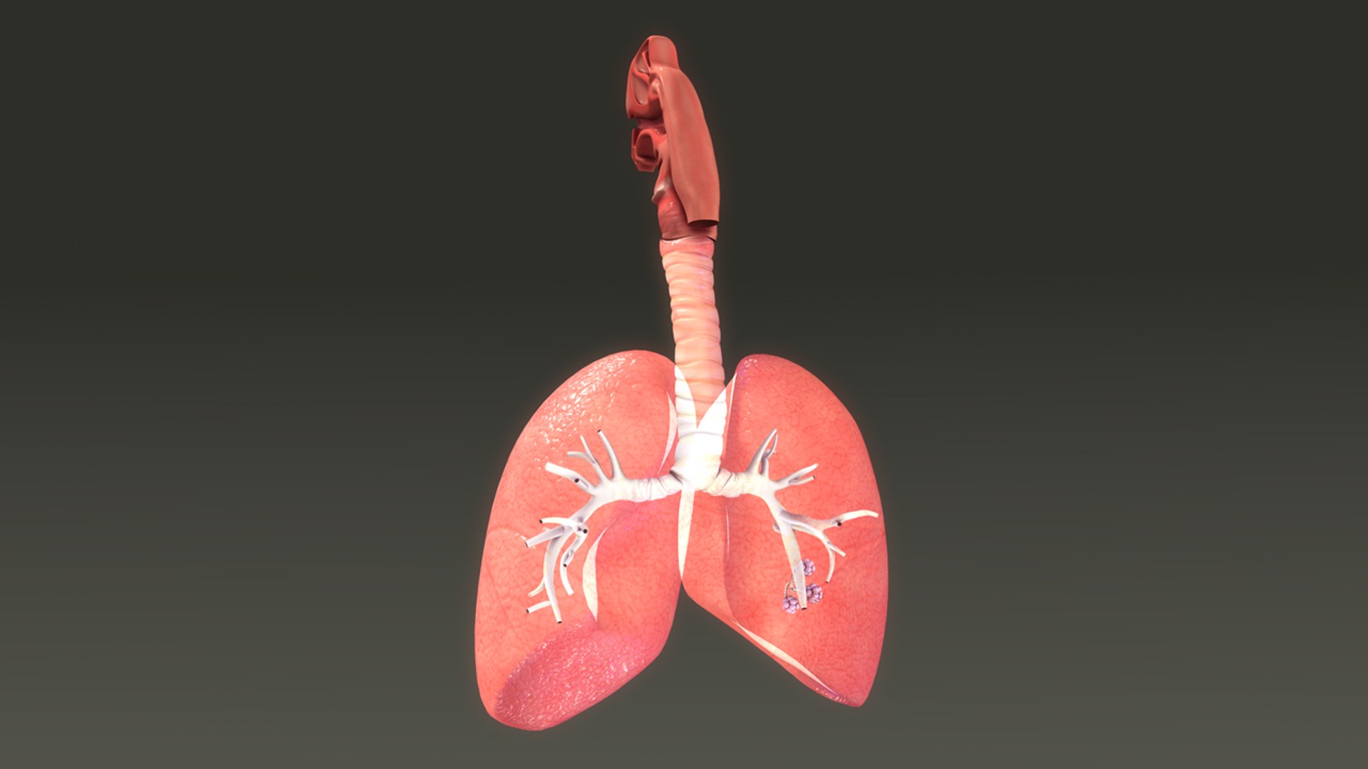 Lungs Anatomy 3d Obj