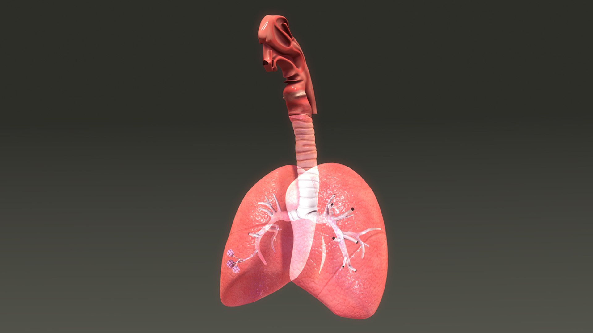 Lungs Anatomy 3d Obj