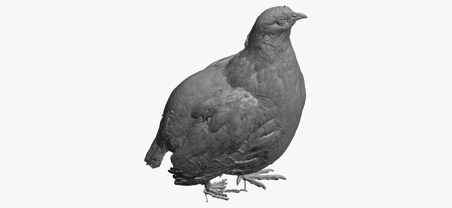 Gray Partridge (Perdix Perdix) Male 02 RAW Scan 3D Model - TurboSquid ...