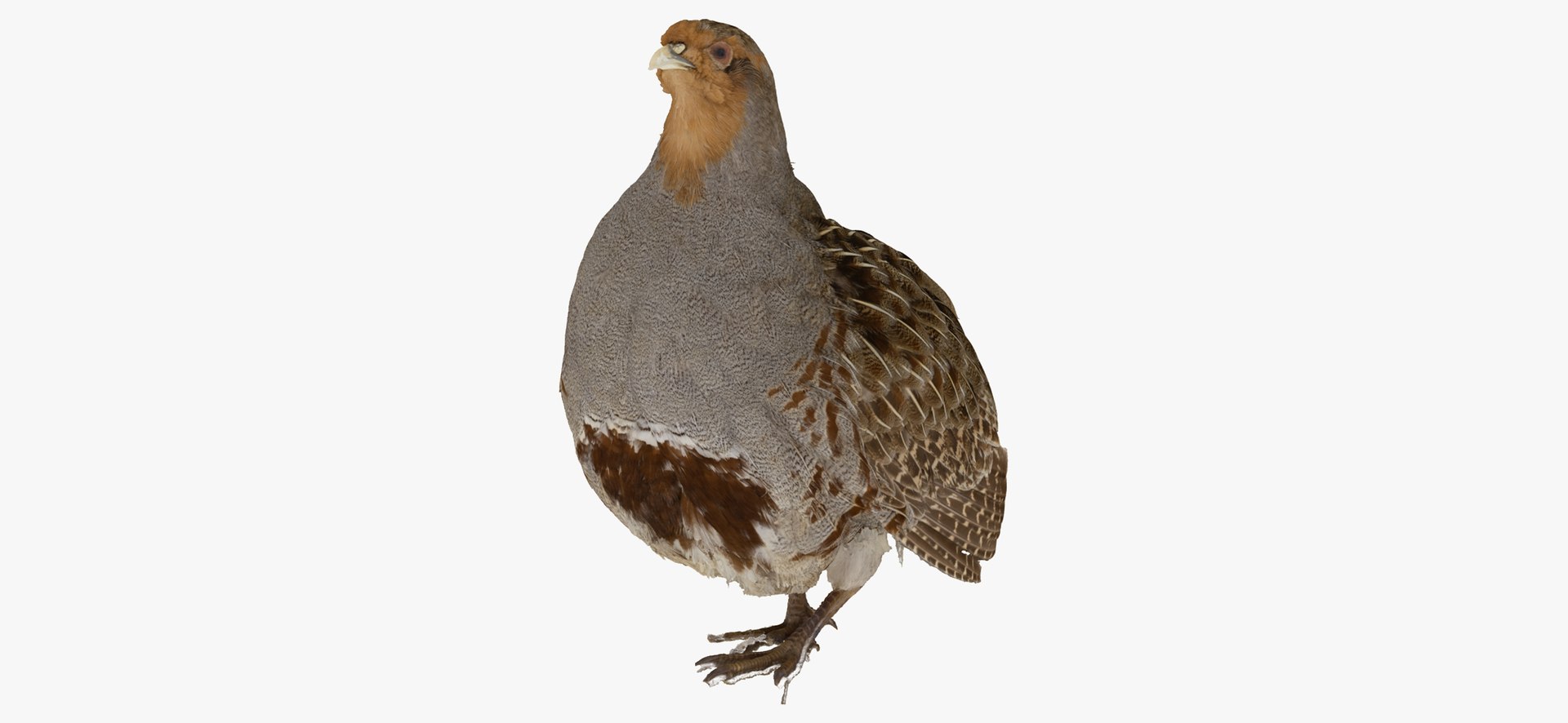 Gray Partridge (Perdix Perdix) Male 02 RAW Scan 3D Model - TurboSquid ...