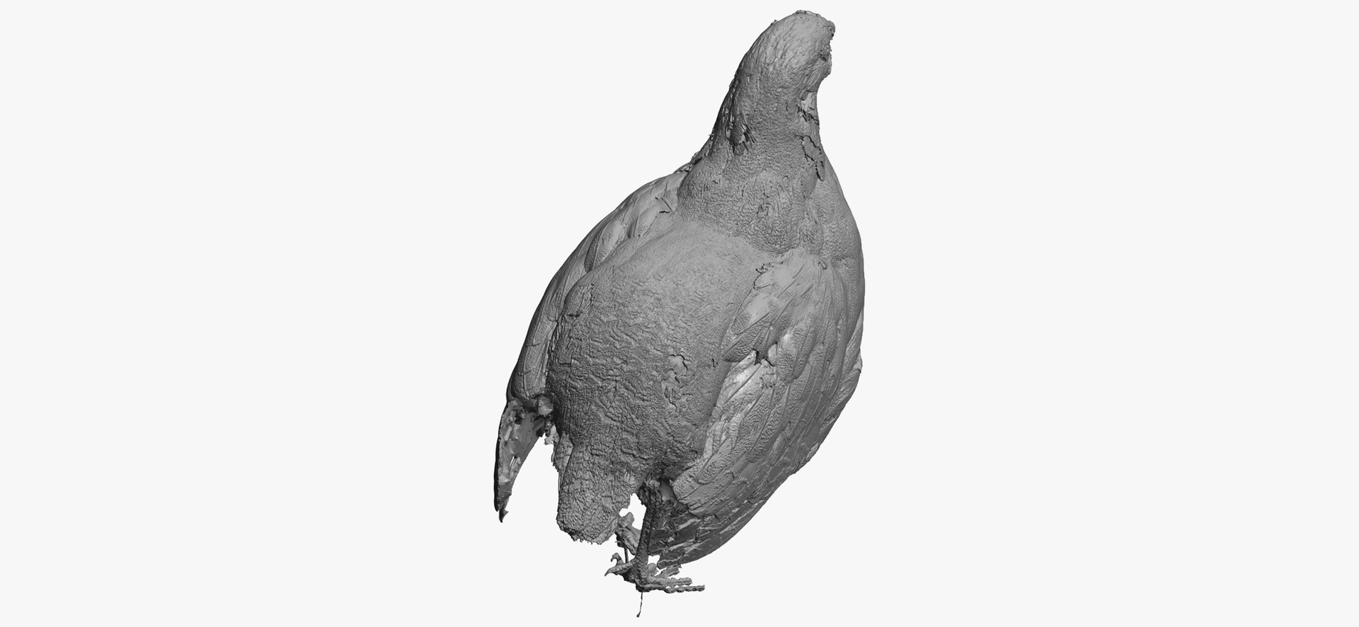 Gray Partridge (Perdix Perdix) Male 02 RAW Scan 3D Model - TurboSquid ...