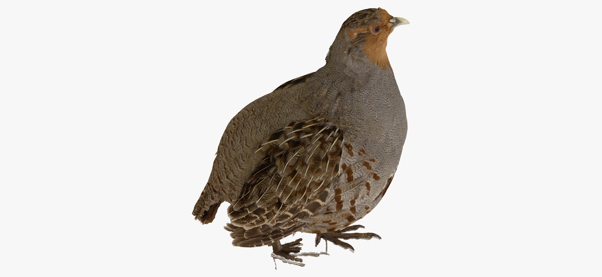 Gray Partridge (Perdix Perdix) Male 02 RAW Scan 3D Model - TurboSquid ...