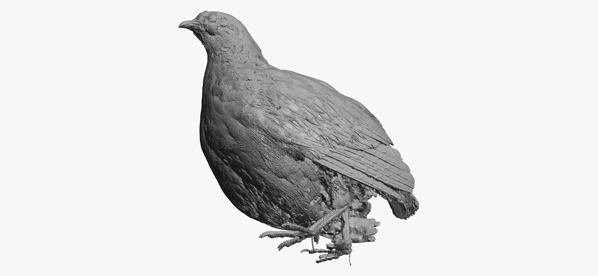 Gray Partridge (Perdix Perdix) Male 02 RAW Scan 3D Model - TurboSquid ...