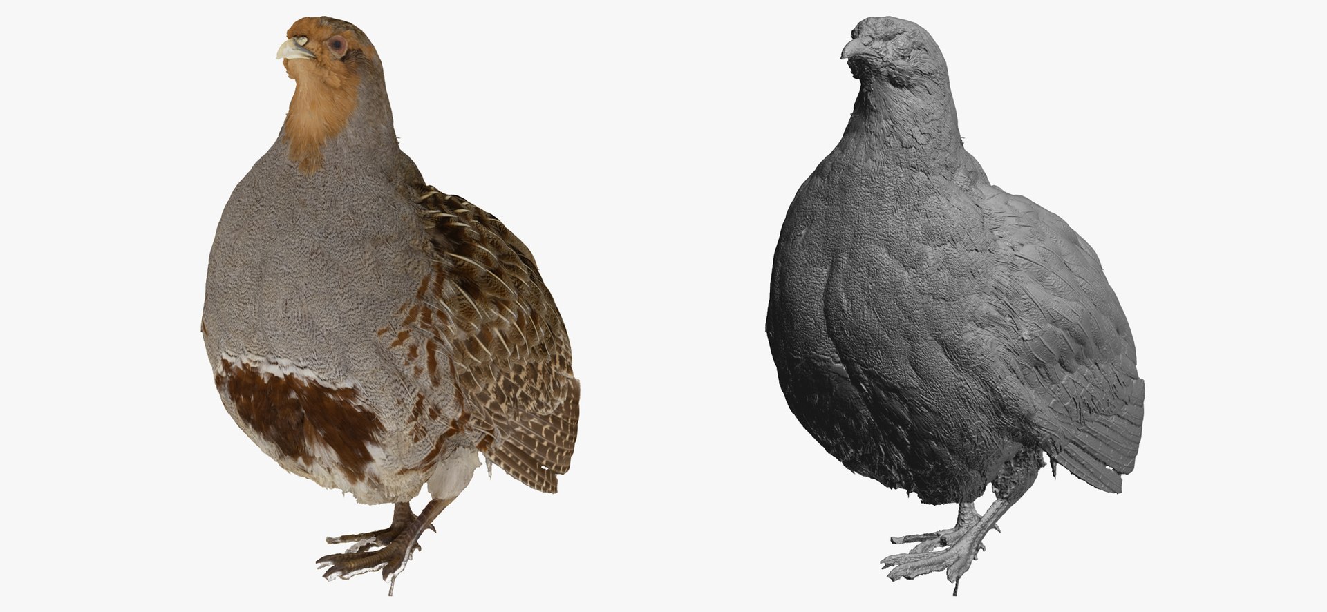 Gray Partridge (Perdix Perdix) Male 02 RAW Scan 3D Model - TurboSquid ...