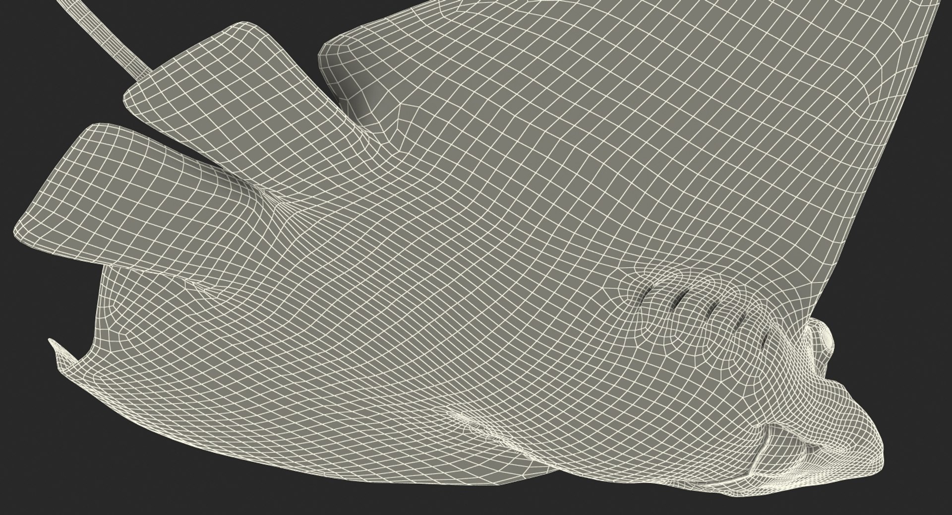 3d Eagle Rigged Model