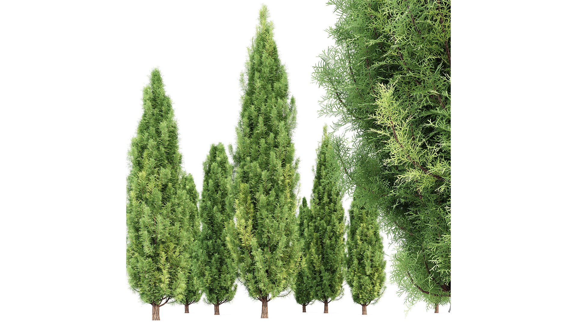 3D Mediterranean Cypress And Birch Trees - TurboSquid 2162812