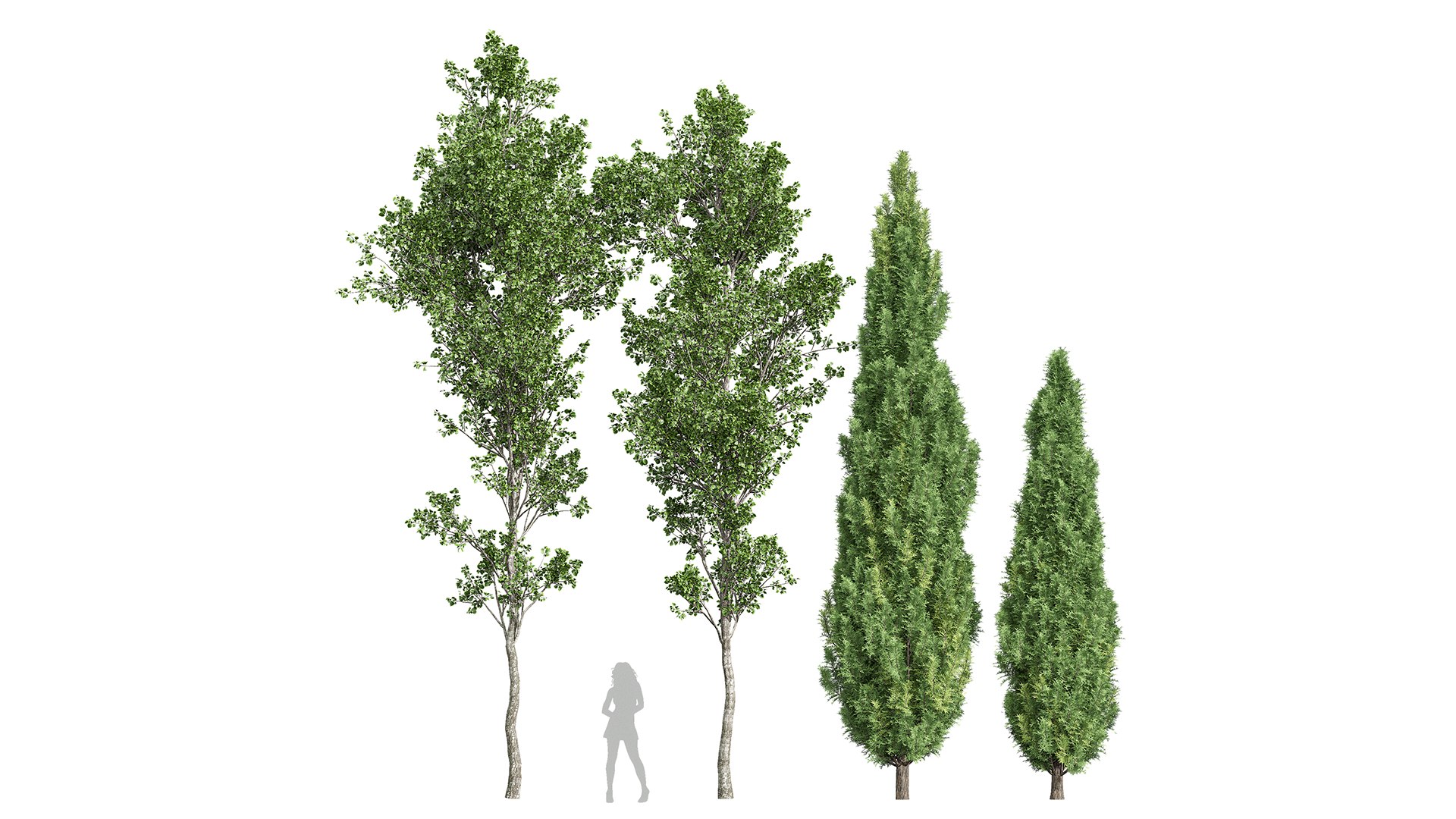 3D Mediterranean Cypress And Birch Trees - TurboSquid 2162812