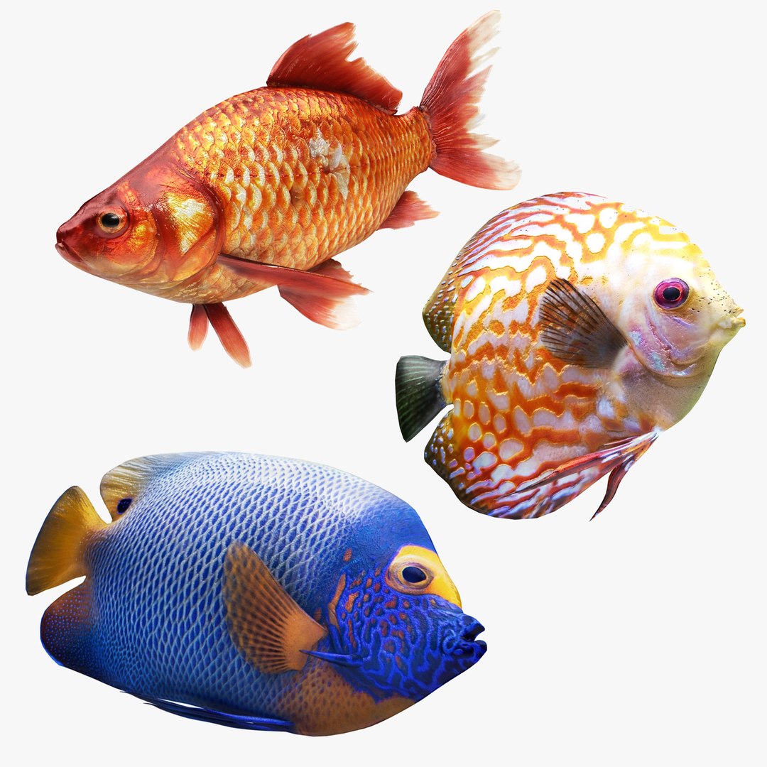 Tropic fish 1 model - TurboSquid 1484644