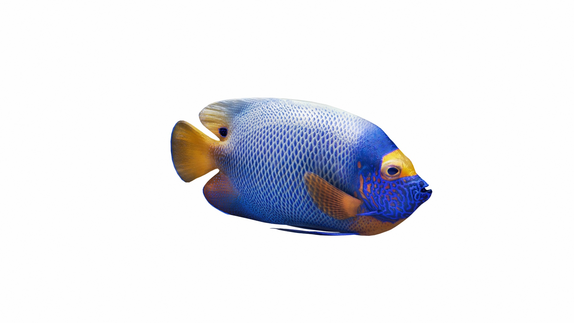 Tropic fish 1 model - TurboSquid 1484644