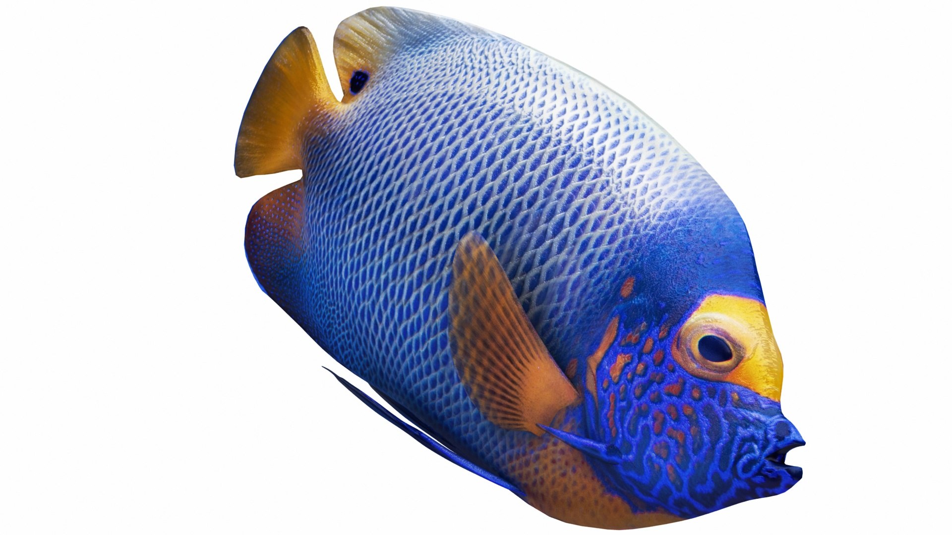 Tropic Fish 1 Model - TurboSquid 1484644