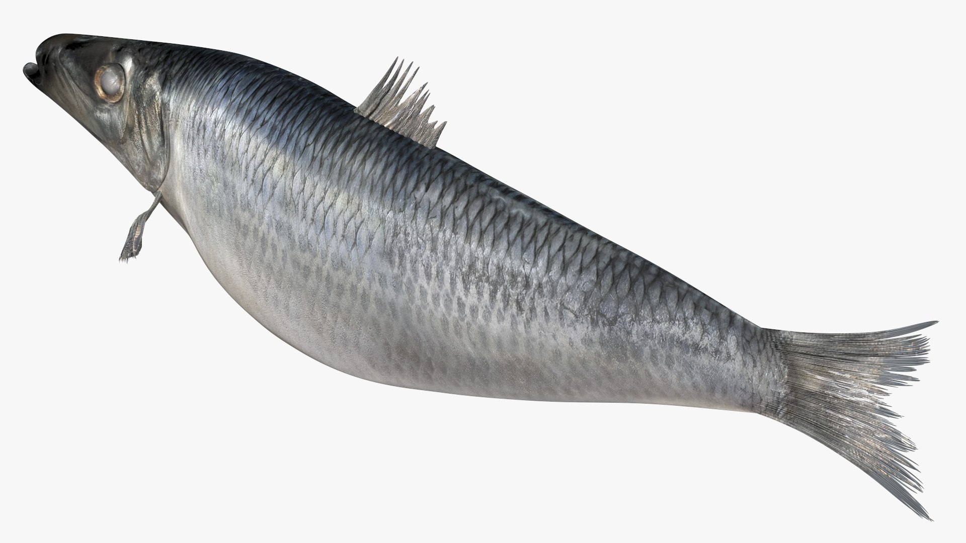3D Model Realistic Atlantic Herring Rigged - TurboSquid 2224729