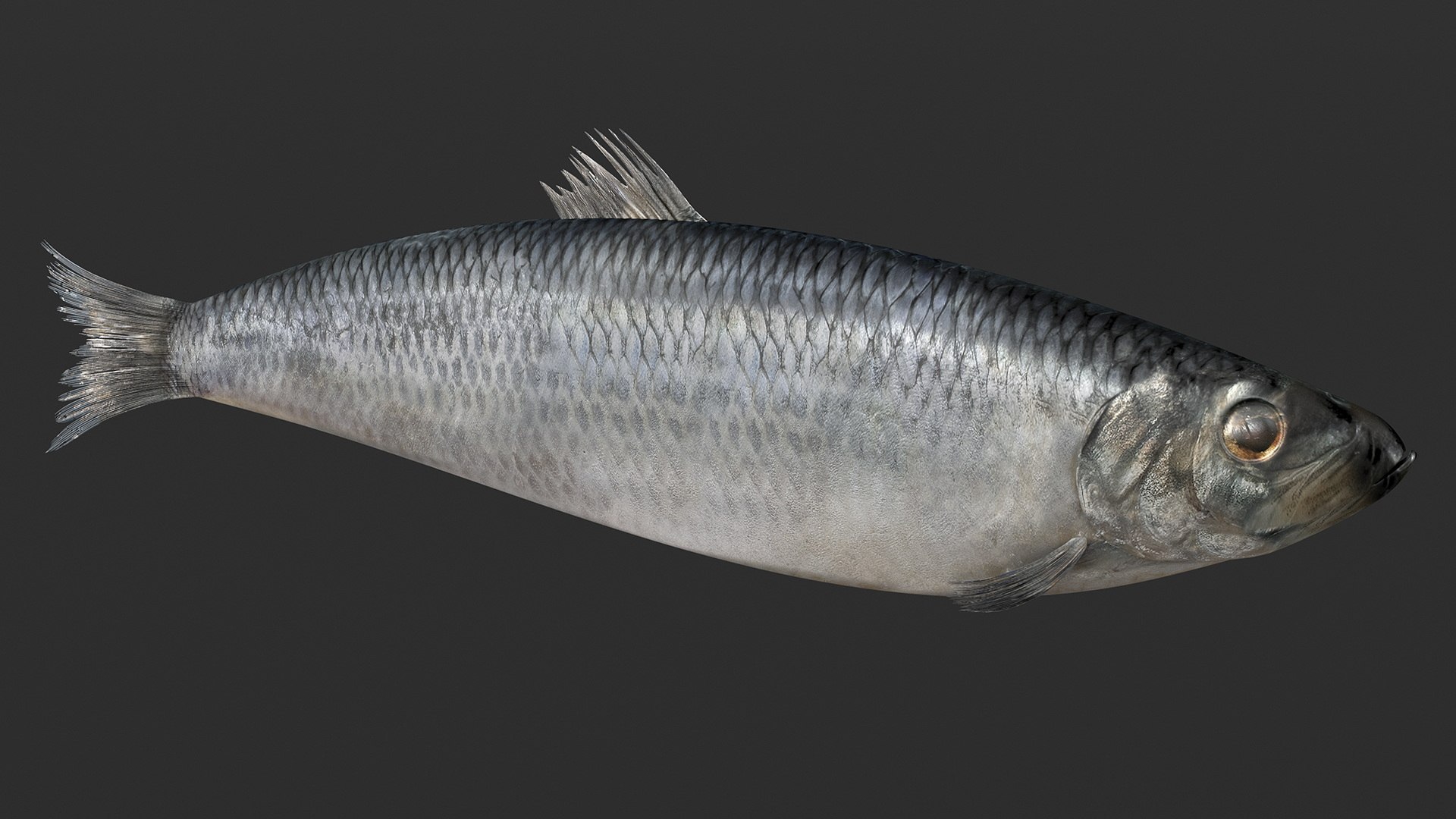 3D Model Realistic Atlantic Herring Rigged - TurboSquid 2224729