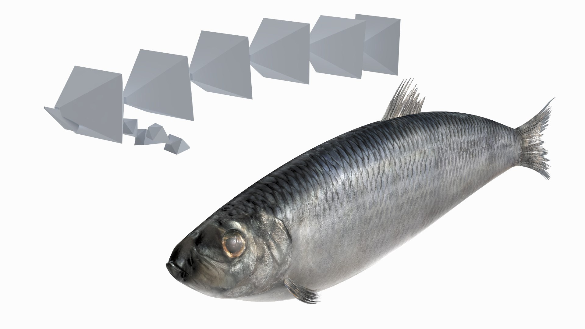 3D Model Realistic Atlantic Herring Rigged - TurboSquid 2224729