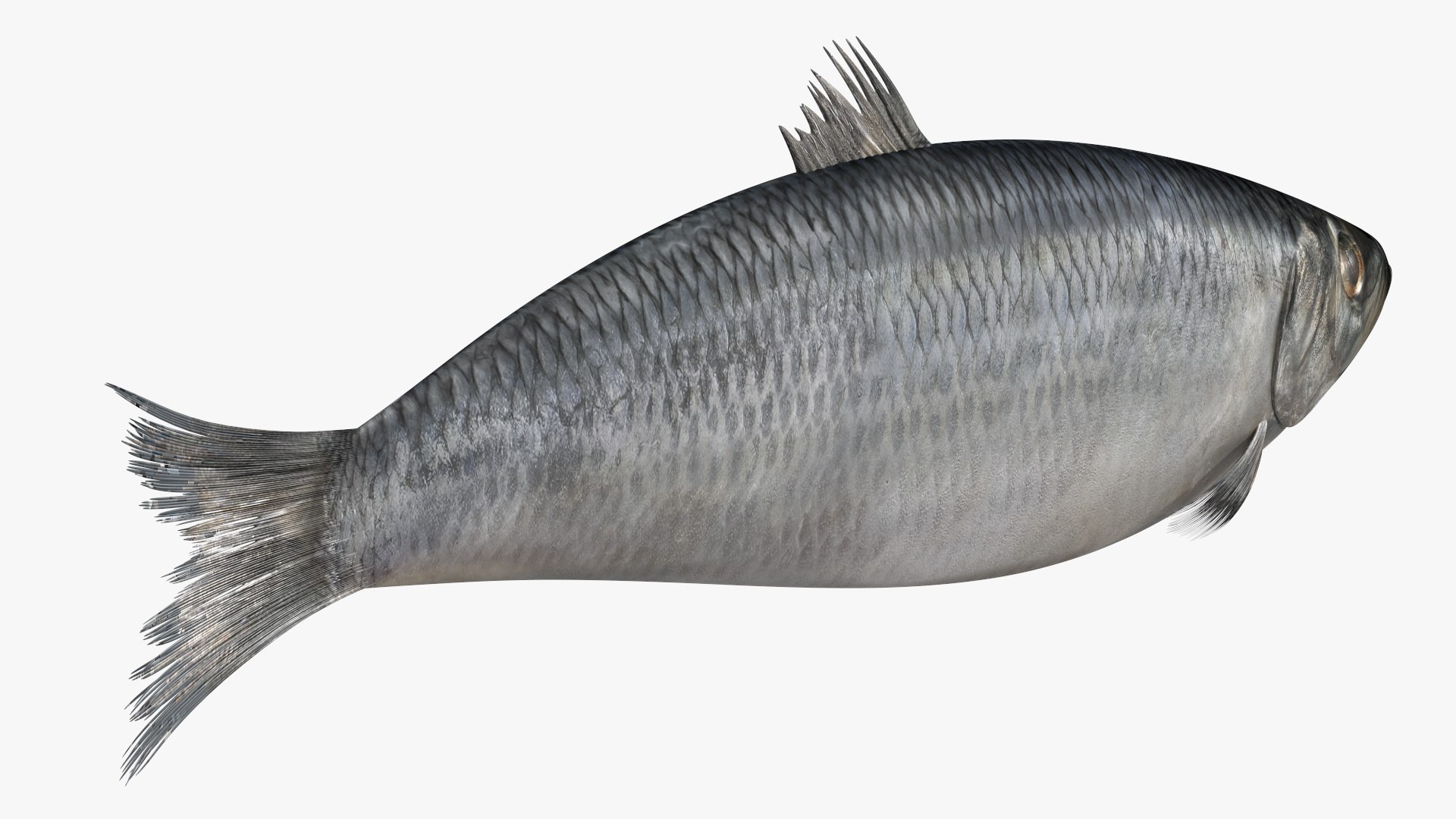 3D Model Realistic Atlantic Herring Rigged - TurboSquid 2224729