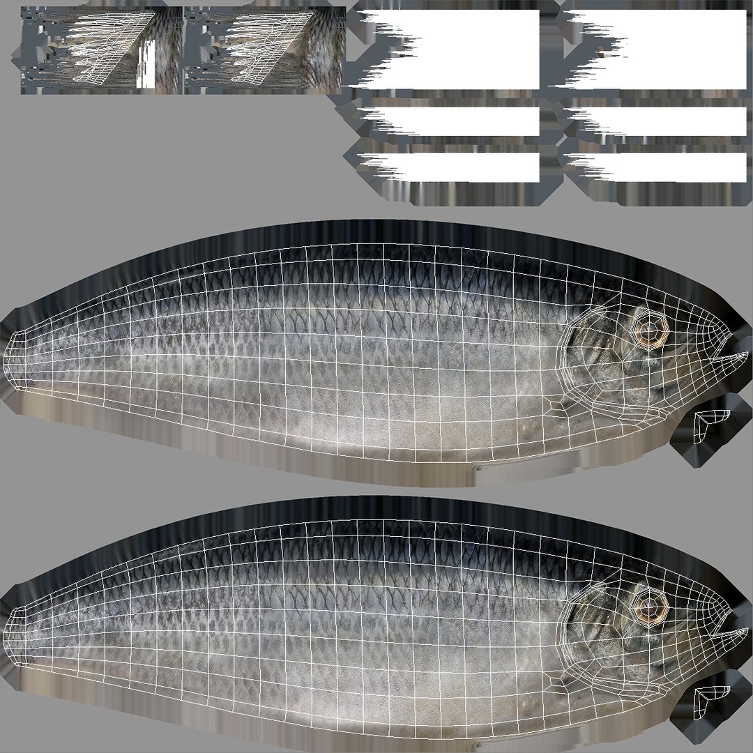 3D Model Realistic Atlantic Herring Rigged - TurboSquid 2224729