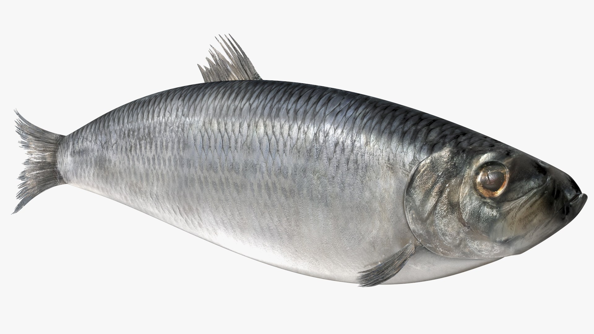 3D Model Realistic Atlantic Herring Rigged - TurboSquid 2224729