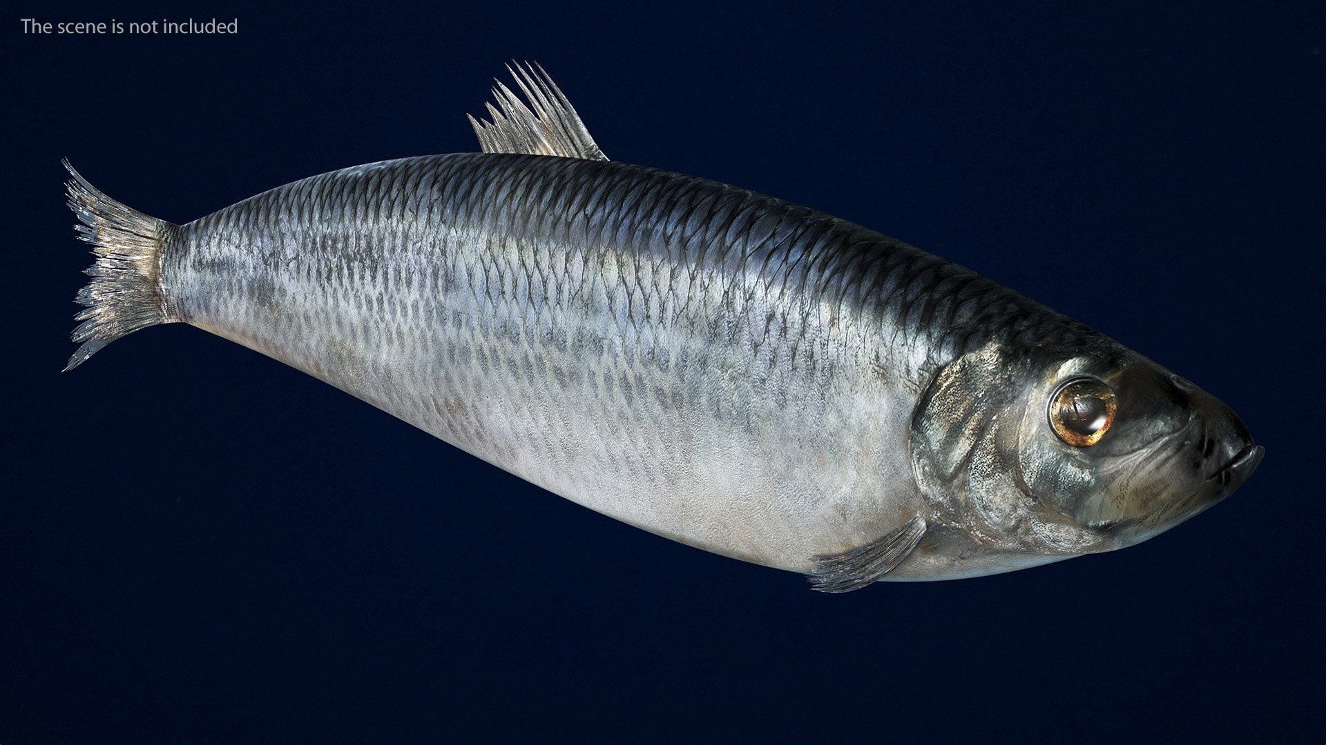 3D Model Realistic Atlantic Herring Rigged - TurboSquid 2224729
