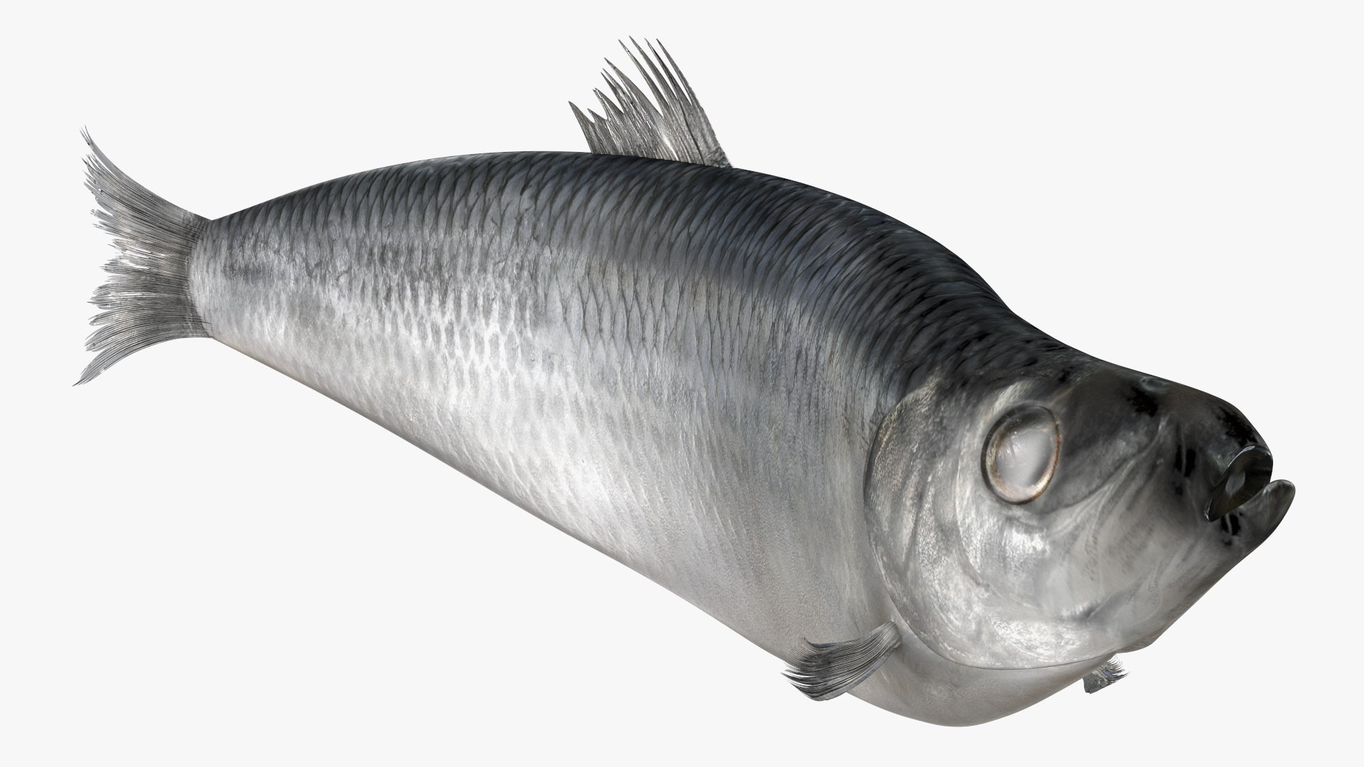 3D Model Realistic Atlantic Herring Rigged - TurboSquid 2224729